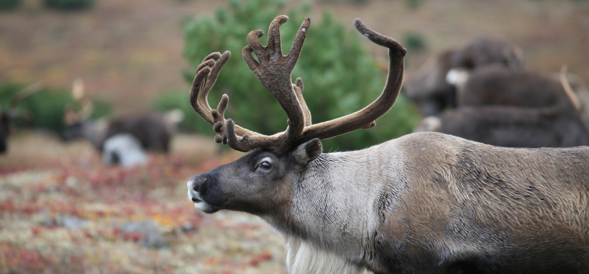 Rent A Reindeer